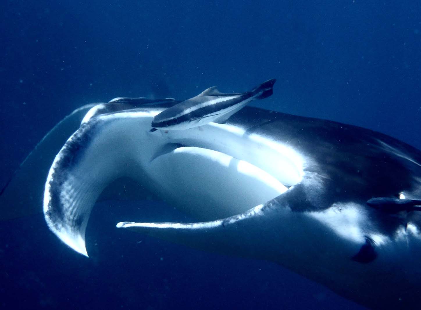 Julian Rocks Snorkeling | Marine Life found in Byron Bay